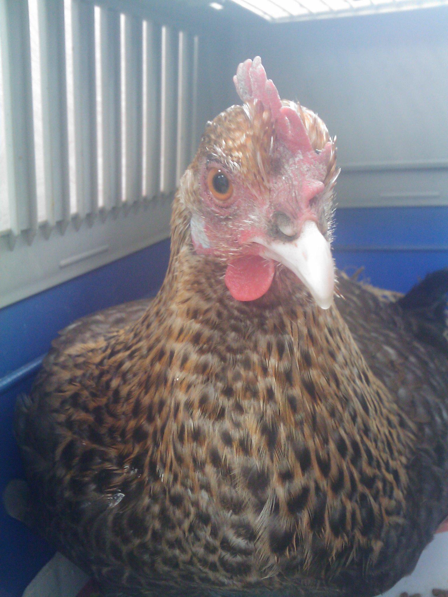 Weak Ruby | Hen Corner