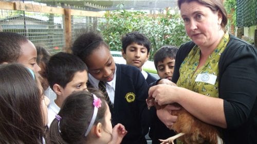 Schools | Hen Corner