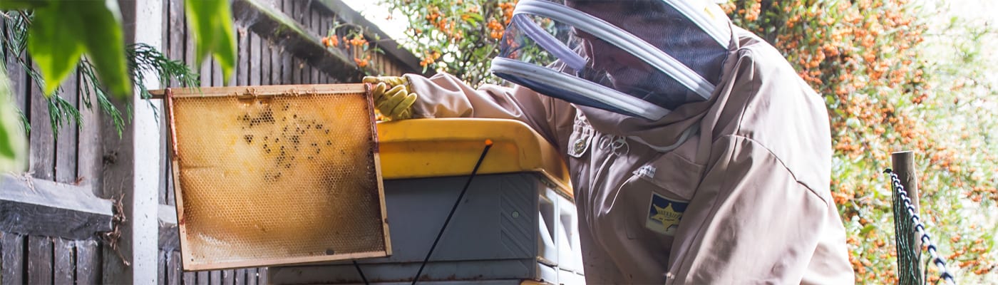 Full Day Bee Keeping | Hen Corner