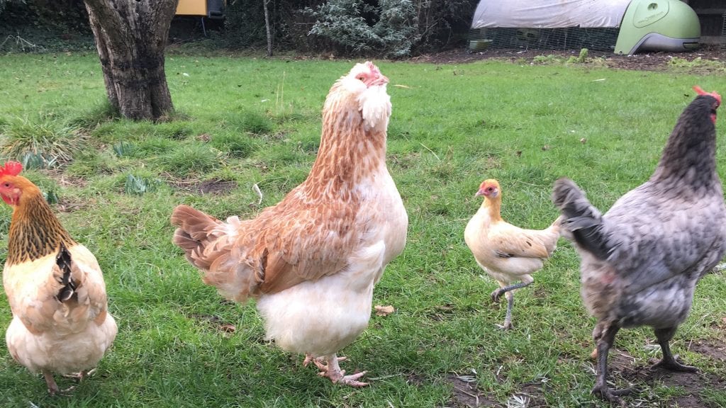 Valentines Day and they’re back in lay | Hen Corner