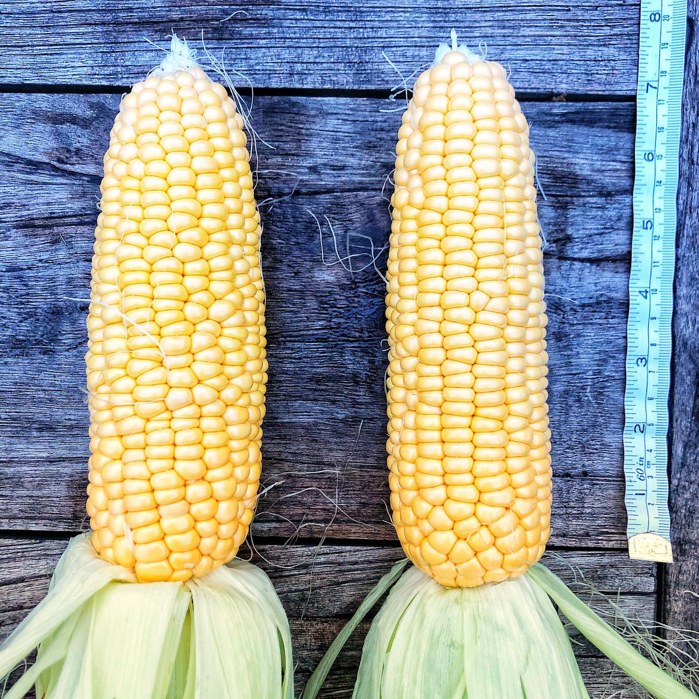 Sweetcorn First Prize | Hen Corner